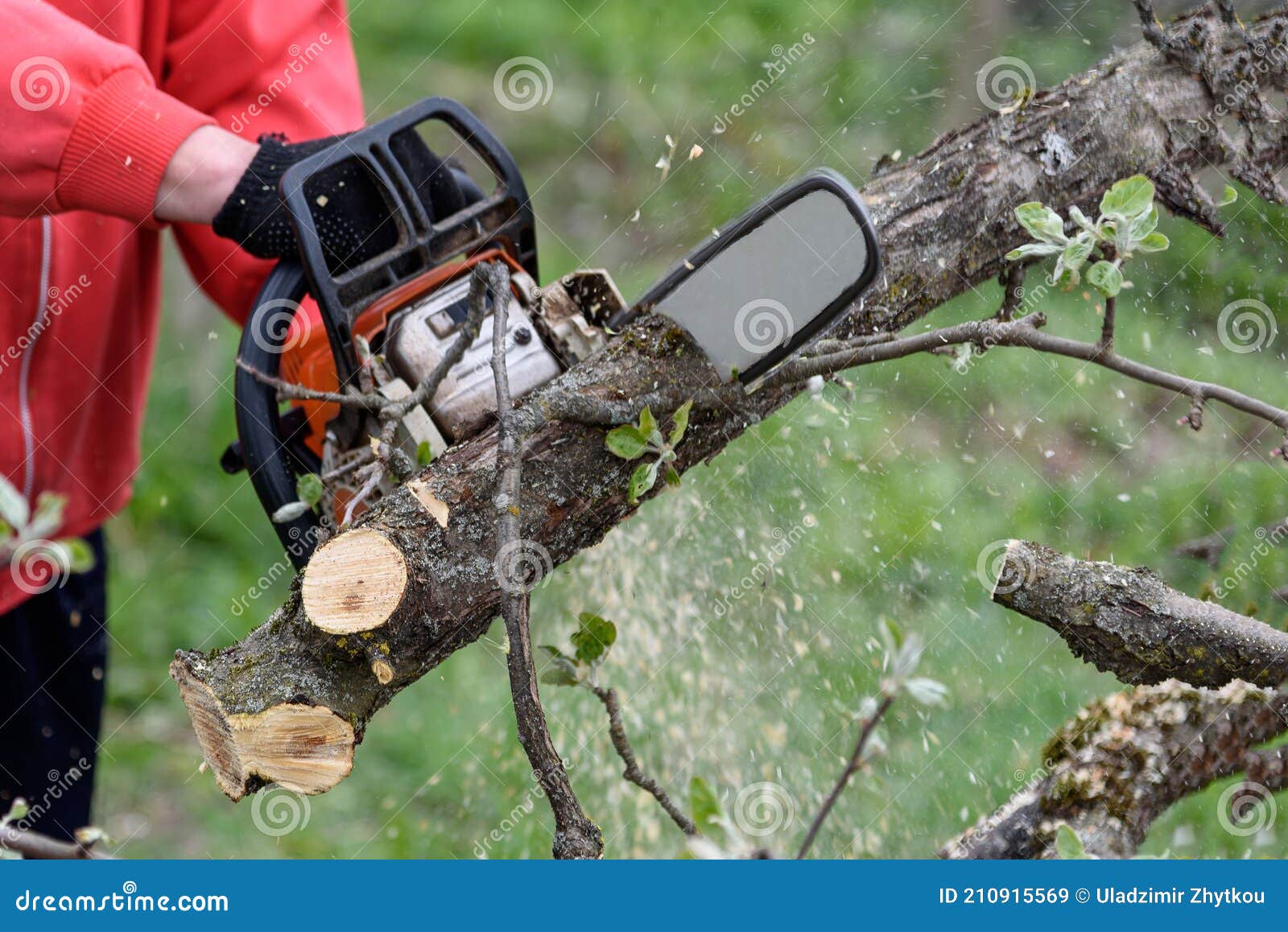 A Man Cuts a Tree with a Chainsaw. Pruning Trees. Stock Image - Image ...
