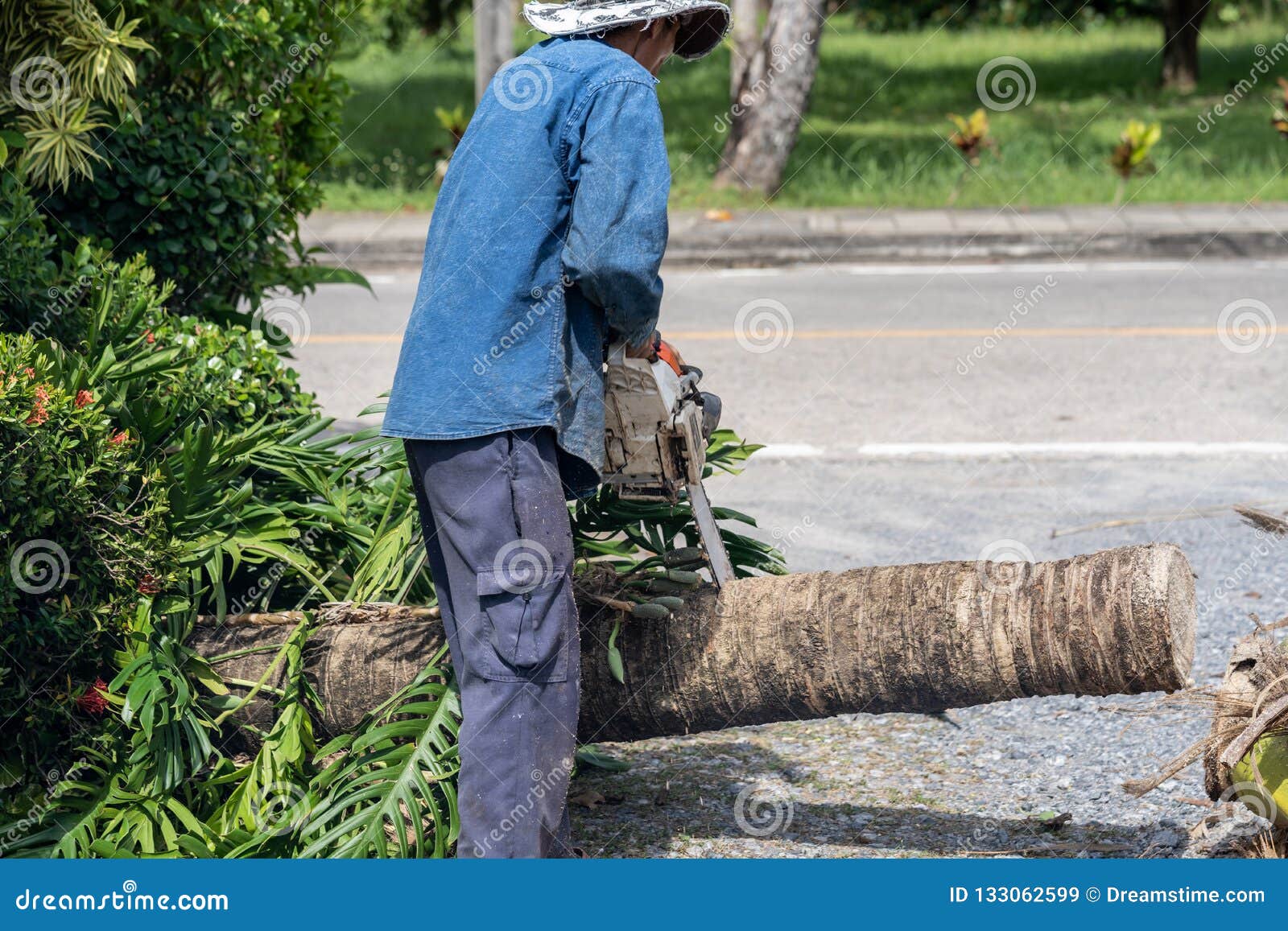Man Cuts Tree Felling Tree with Chainsaw. Occupation Cut Tree Editorial ...