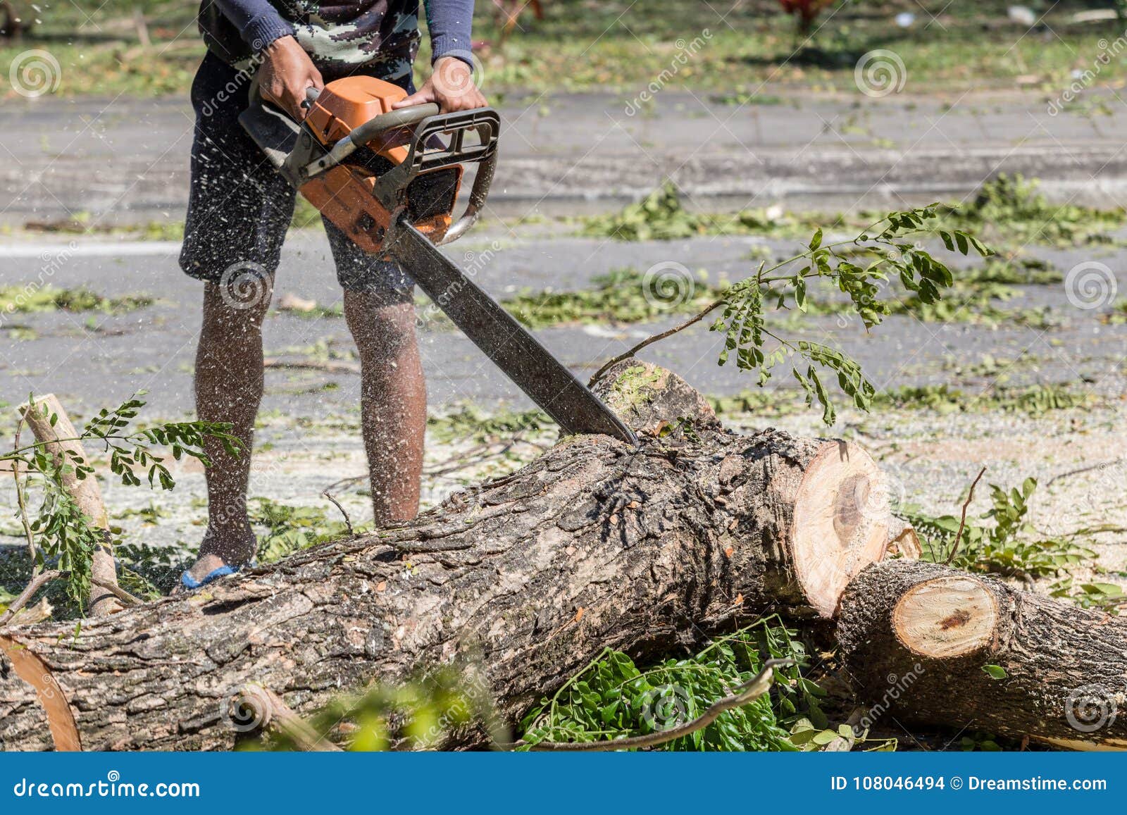 Man Cuts Tree Felling Tree with Chainsaw. To Work without Security ...