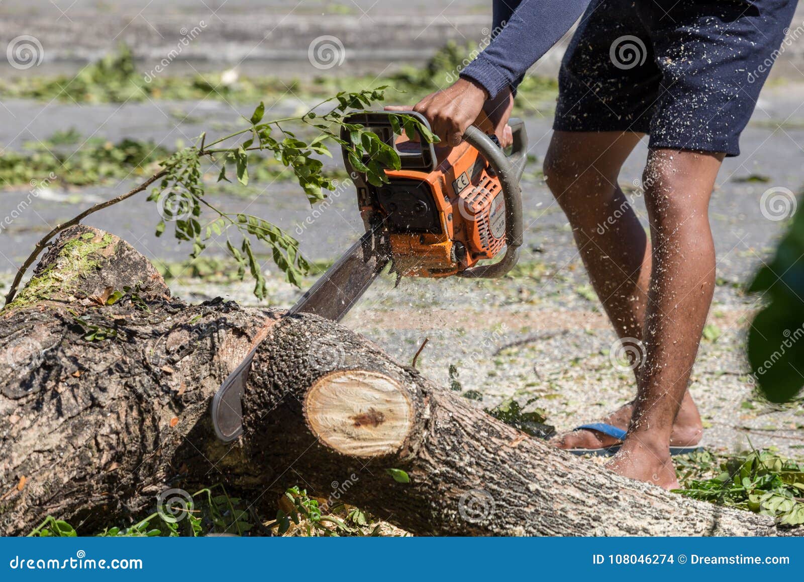 Man Cuts Tree Felling Tree with Chainsaw. To Work without Security ...