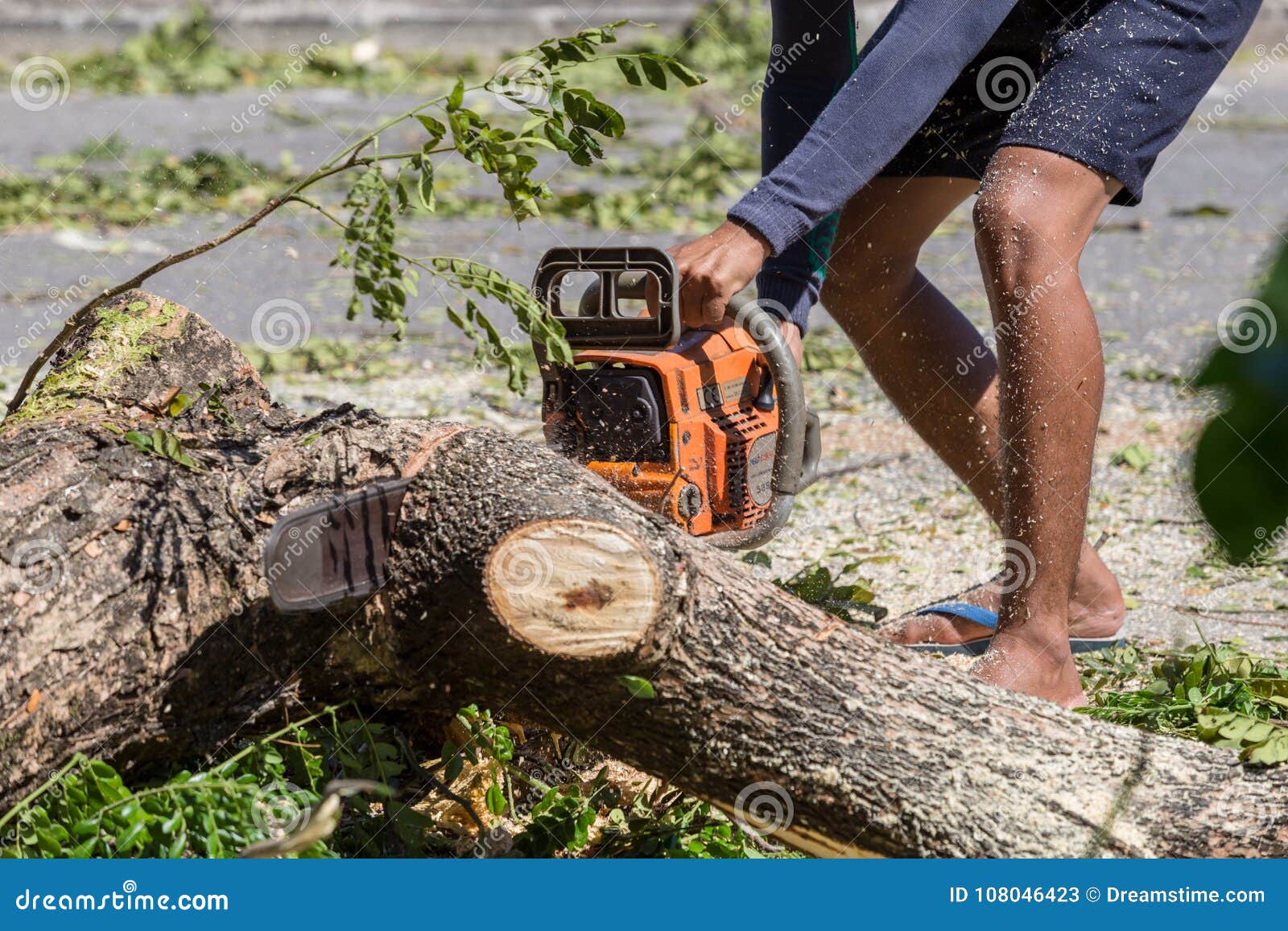 Man Cuts Tree Felling Tree with Chainsaw. To Work without Security ...