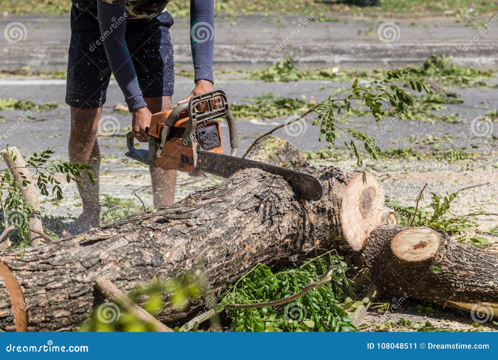 Man Cuts Tree Felling Tree with Chainsaw. To Work without Security ...