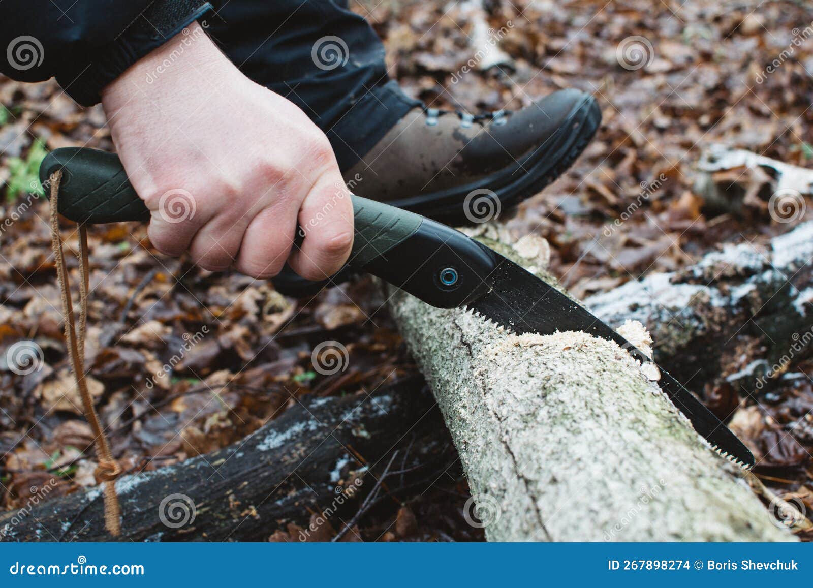 Cuts Of A Tree. Sawed Tree. Fruits On The Background Of Tree Slices ...