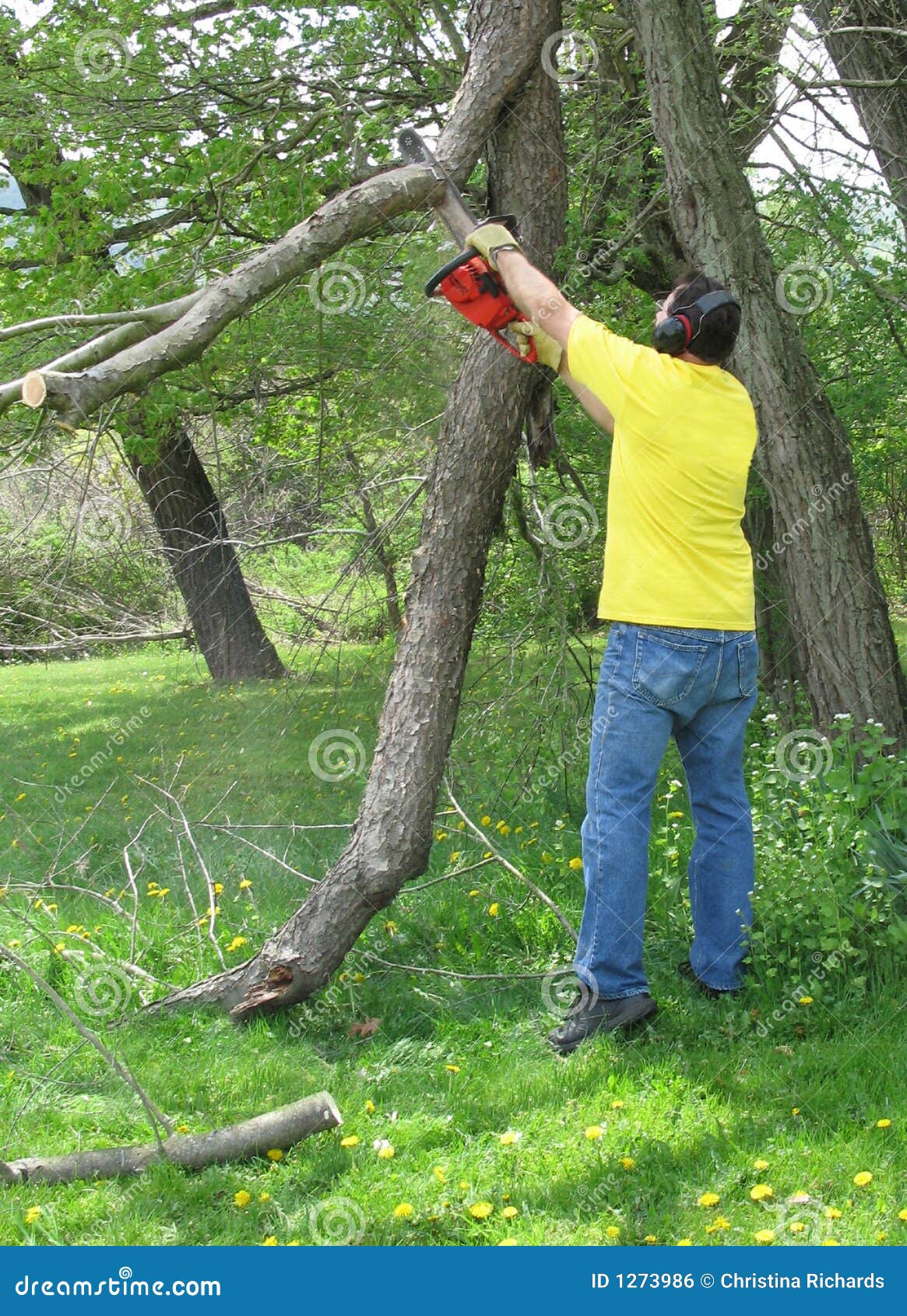 Man Cutting a Branch with a Chainsaw Stock Photo - Image of landscape ...