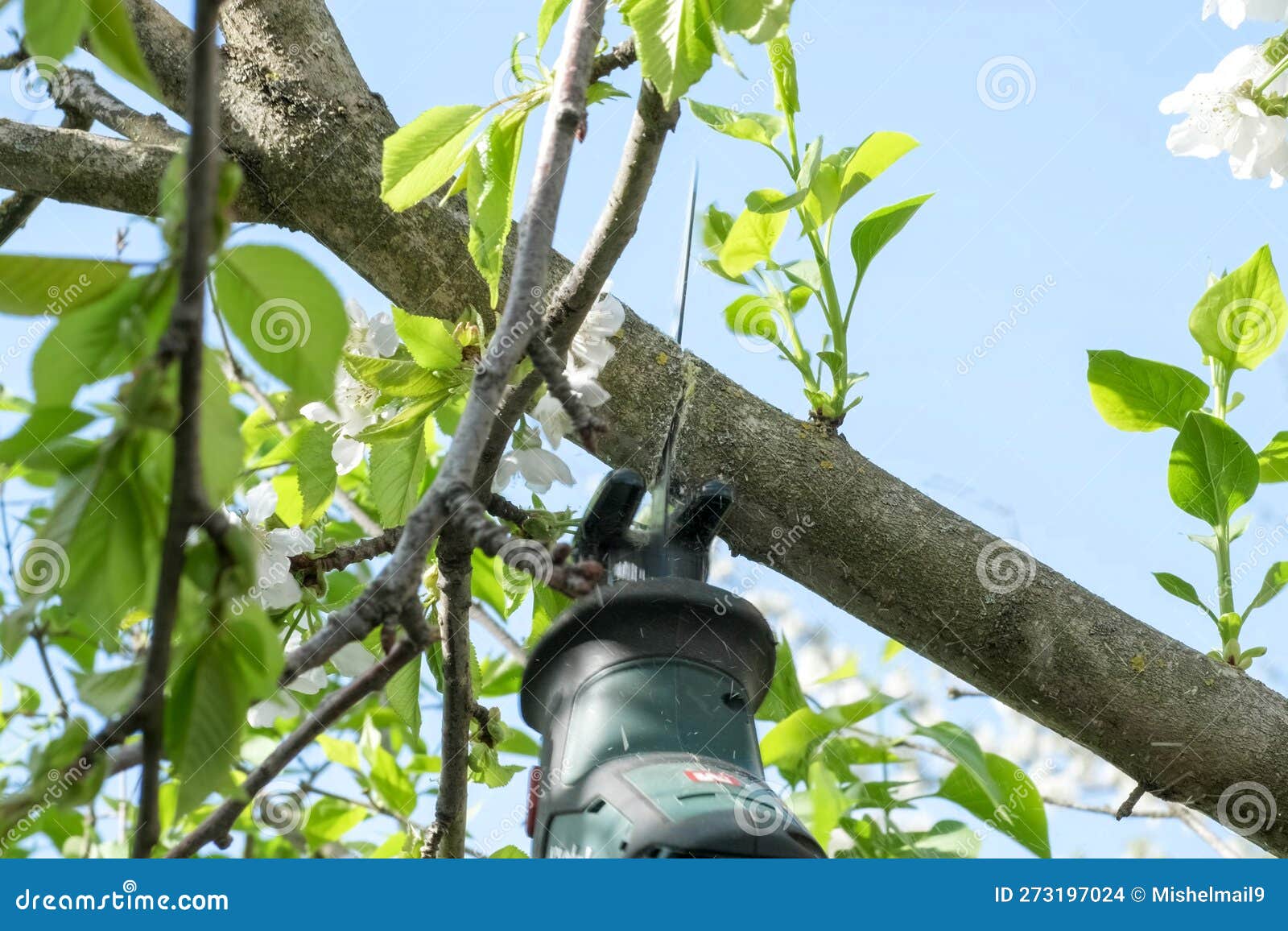 Man Cutting Branch with Chainsaw. Male Cuts Tree. Pruning Trees in ...