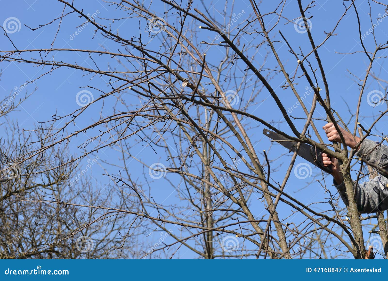 Man Cutting the Branch of a Tree with a Saw Stock Image - Image of ...