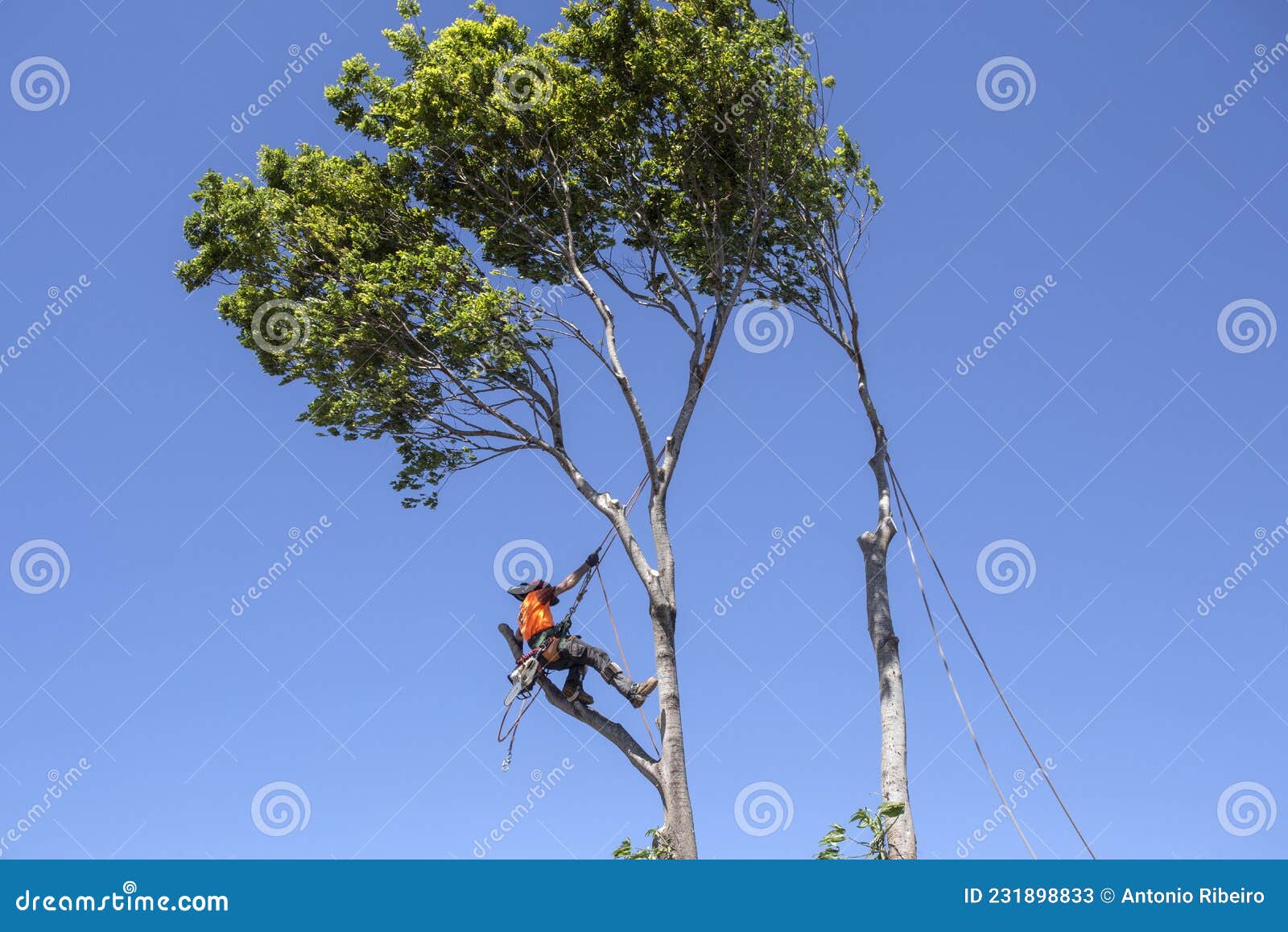 Man Cutting Down a Big Tree Editorial Stock Photo - Image of secure ...