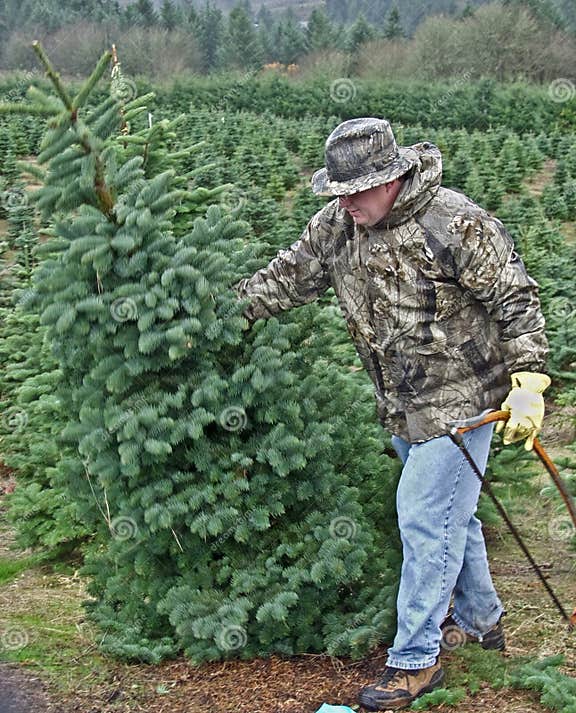 Man Cutting Down a Christmas Tree Stock Image - Image of forest, cold ...