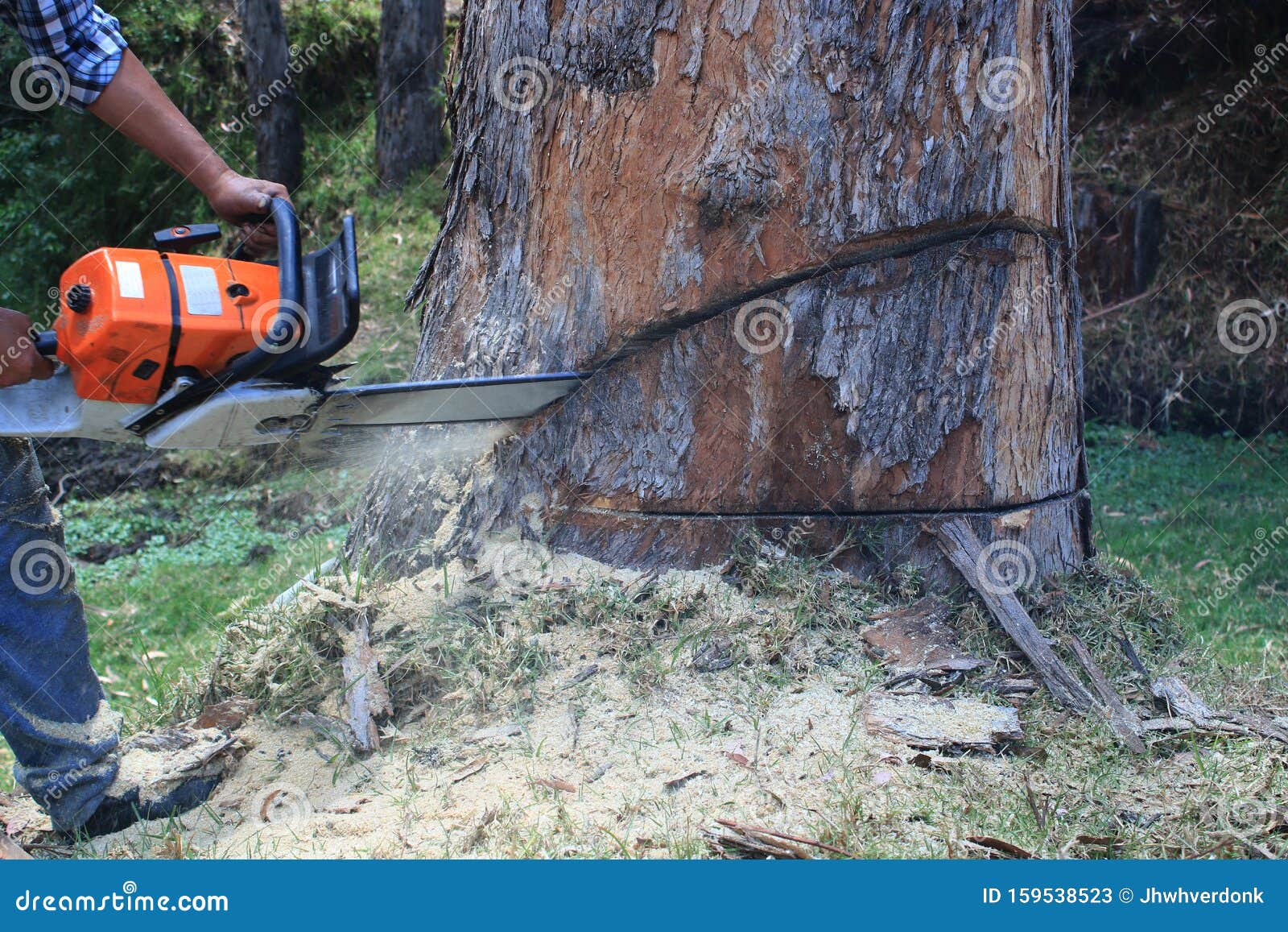 Man Cutting an Eucalyptic Tree with a Chainsaw Stock Image - Image of ...