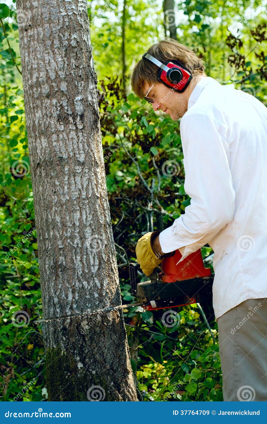 Man Cutting Down A Tree With A Chainsaw Stock Image - Image of lumber ...