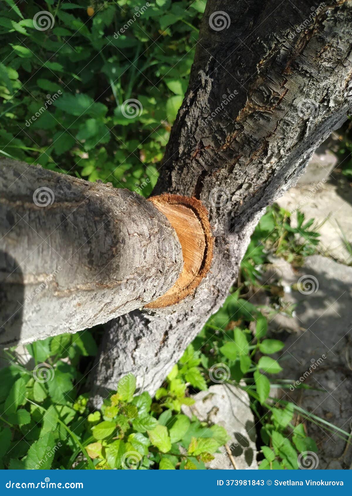 Cutting Down Trees. Deforestation And Timber Harvesting. Deep Fire ...