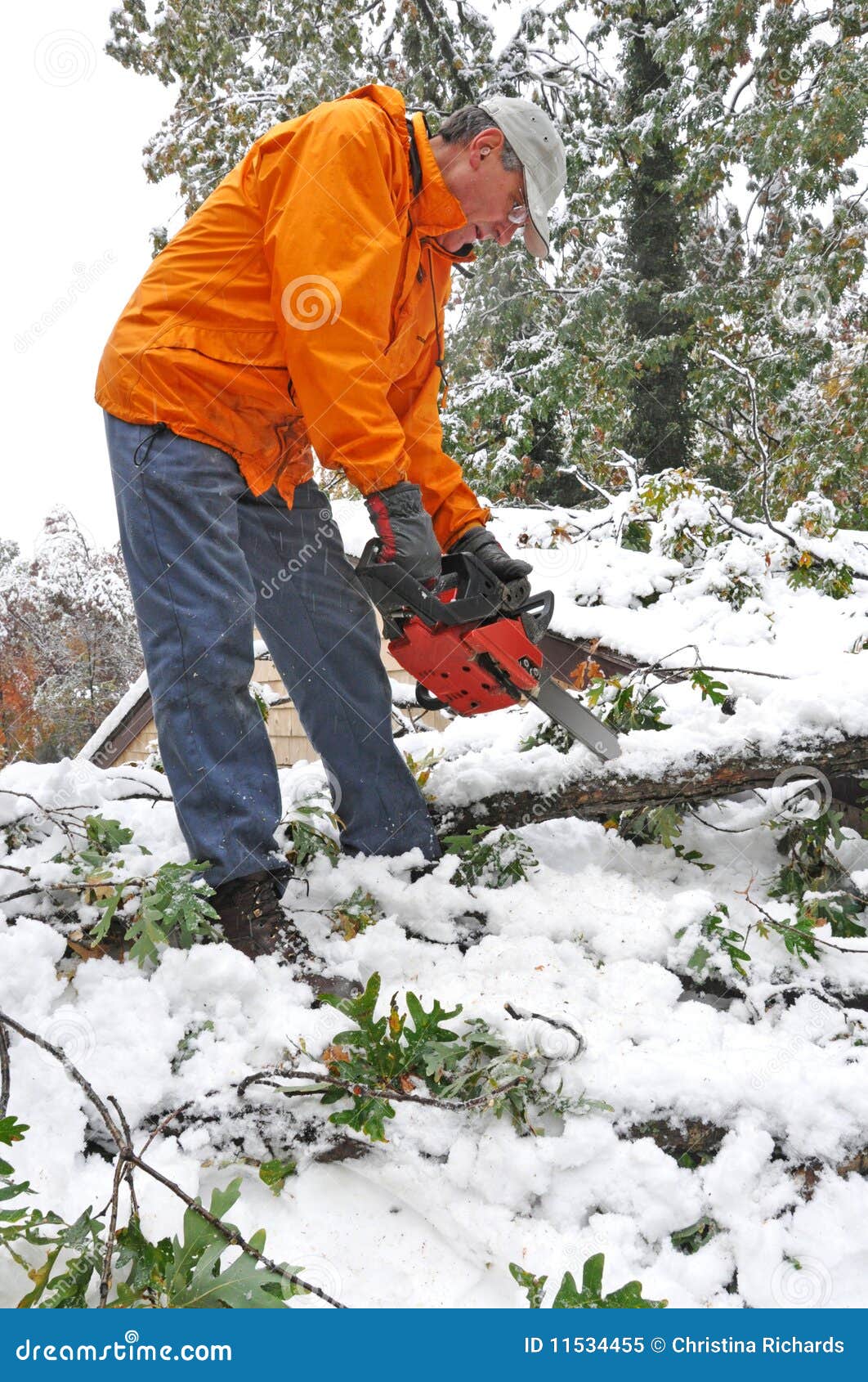 Man Cutting Fallen Tree with Chainsaw Stock Image - Image of safety ...