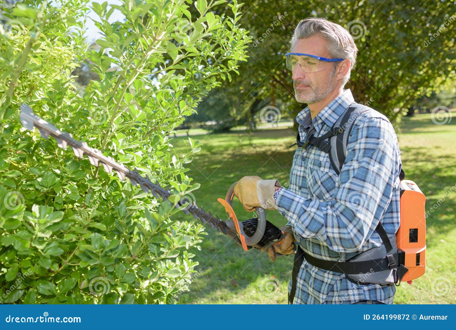 Man cutting shrub stock photo. Image of duty, garden - 264199872