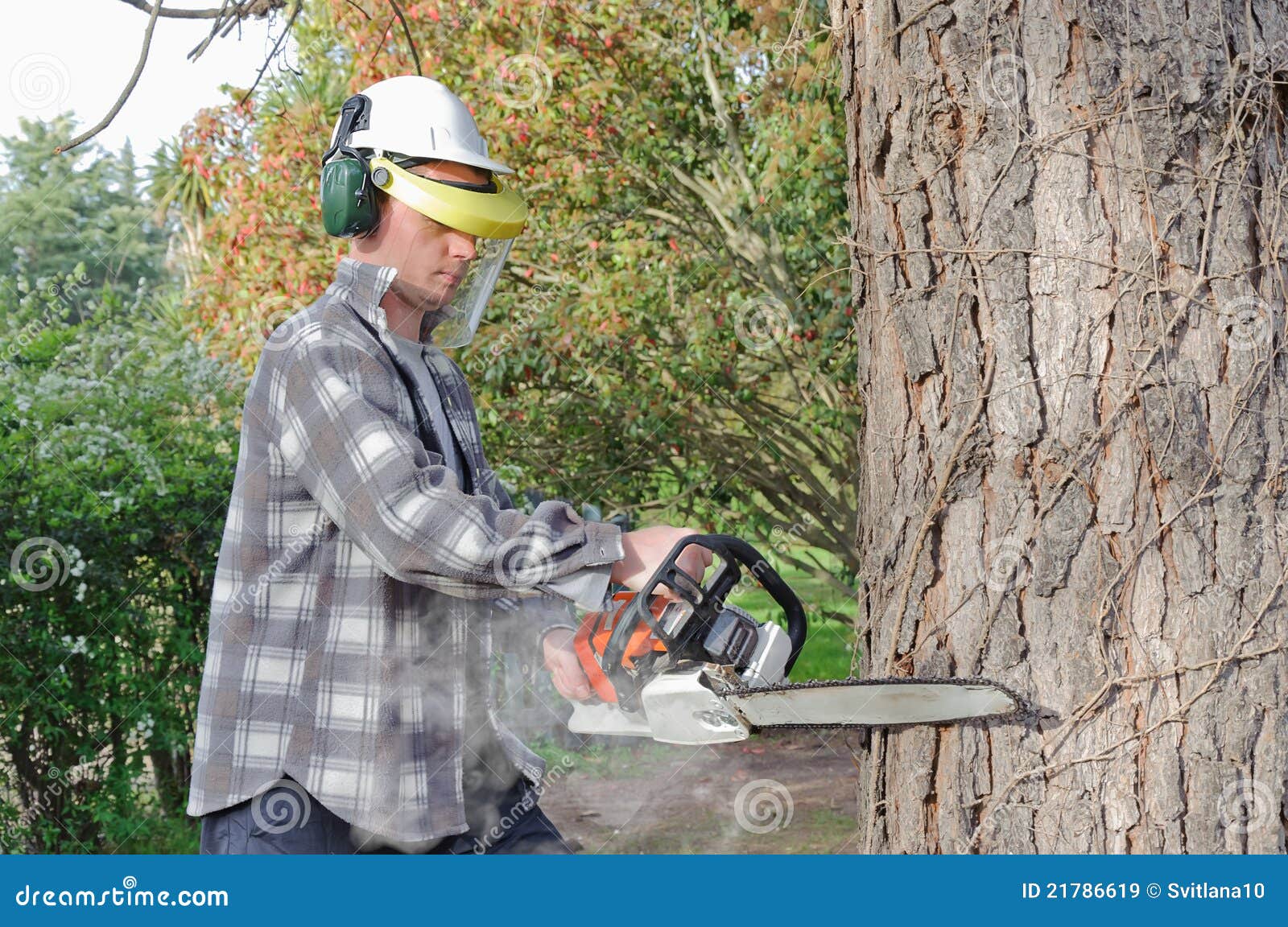 Man cutting tree stock image. Image of chain, tree, lumberjack - 21786619
