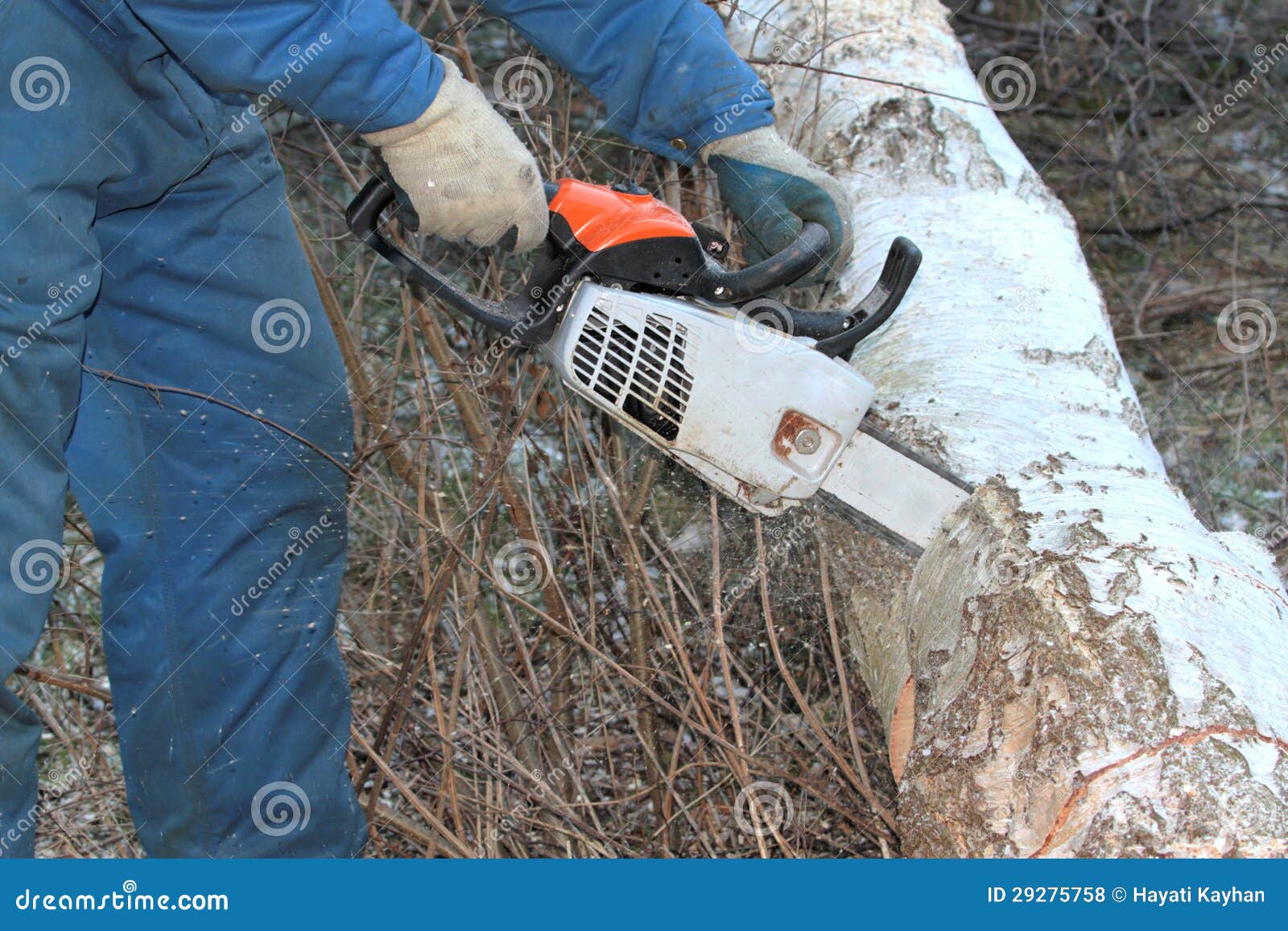 Man Cutting Tree with Chain Saw Stock Photo - Image of trim, material ...