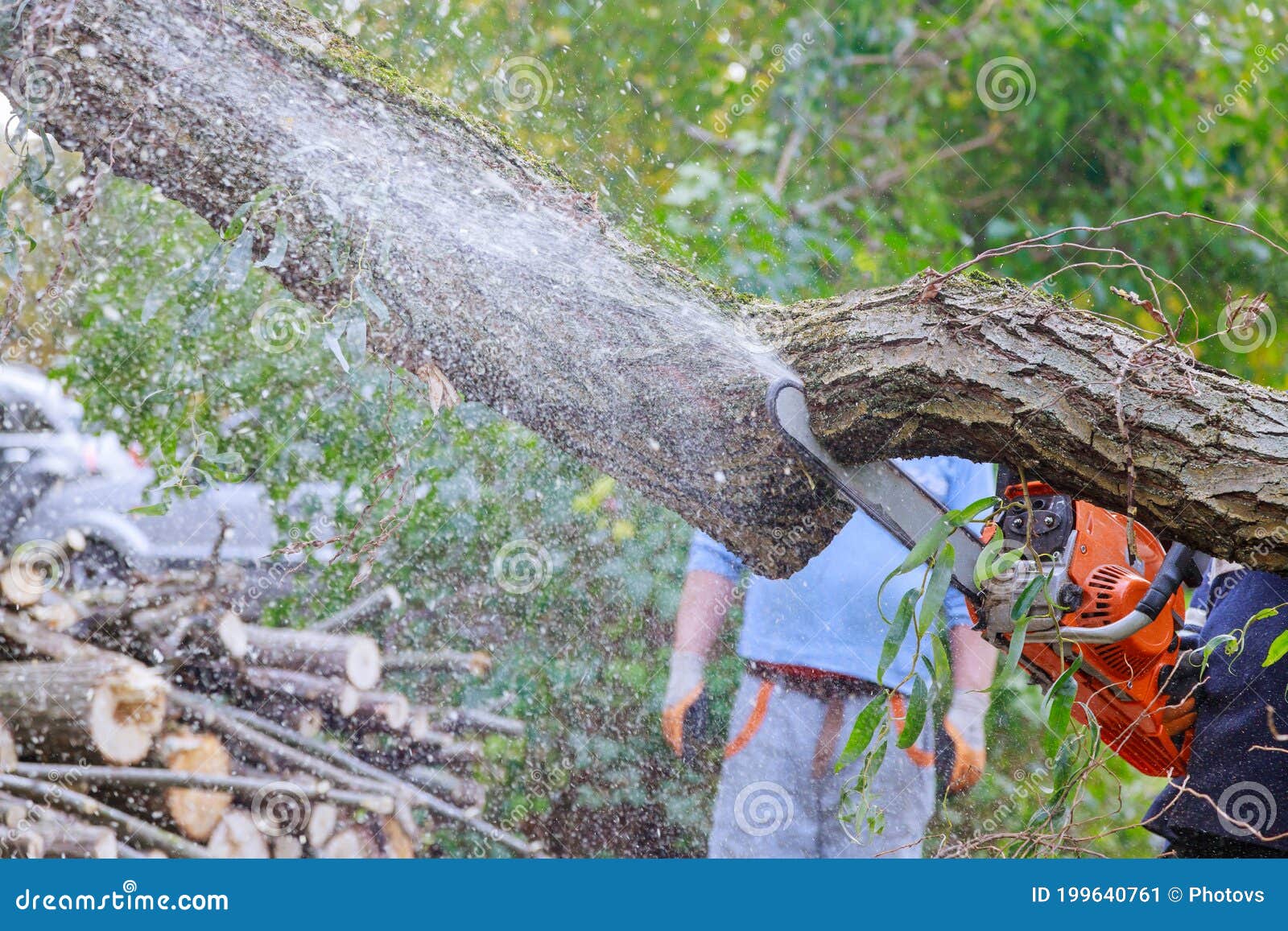 Man is Cutting a Tree with a Chainsaw, Broken the Trunk Tree after a ...