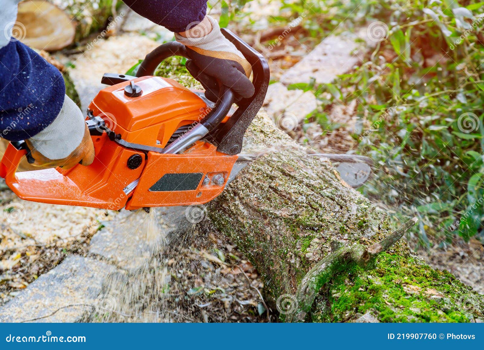 Man Cutting Tree with Chainsaw Down To Prevent Them from Falling Stock ...