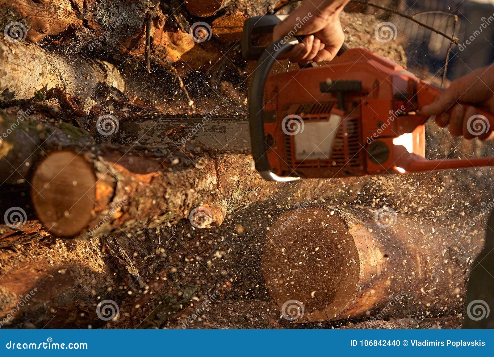 A Man Cutting Tree with Chainsaw. Stock Photo - Image of machinery ...