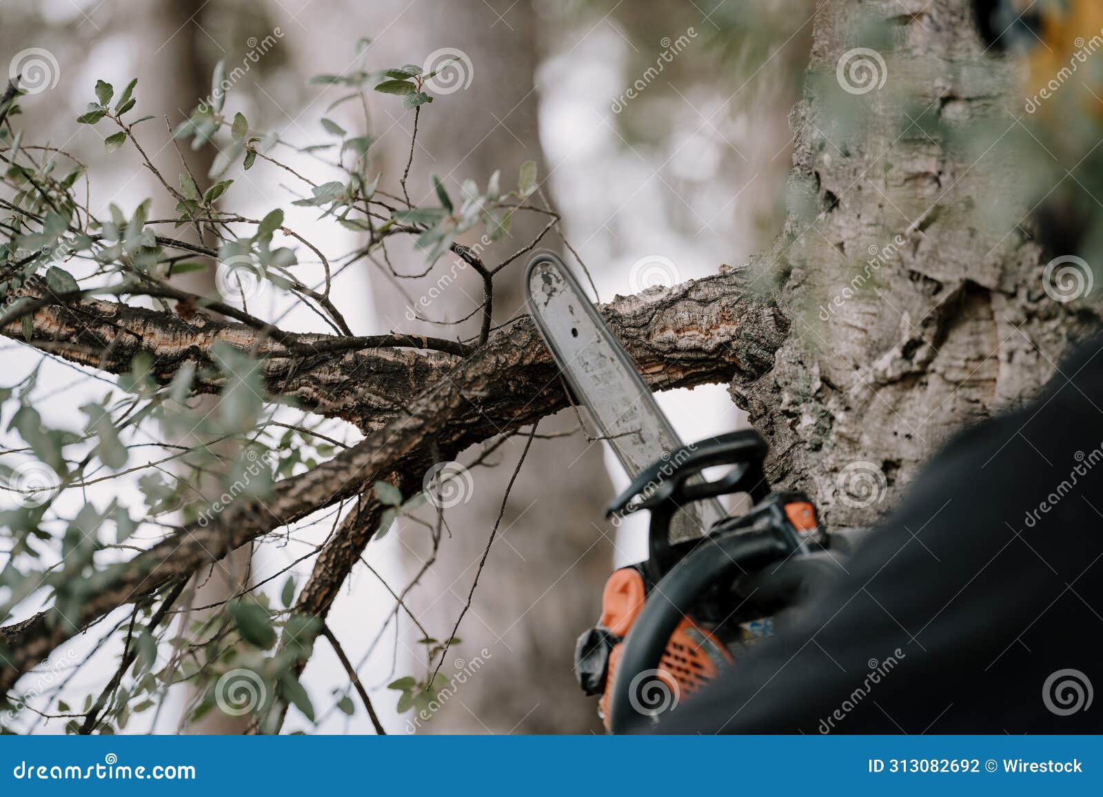 Man Cutting a Tree with a Circular Saw Stock Photo - Image of lumber ...