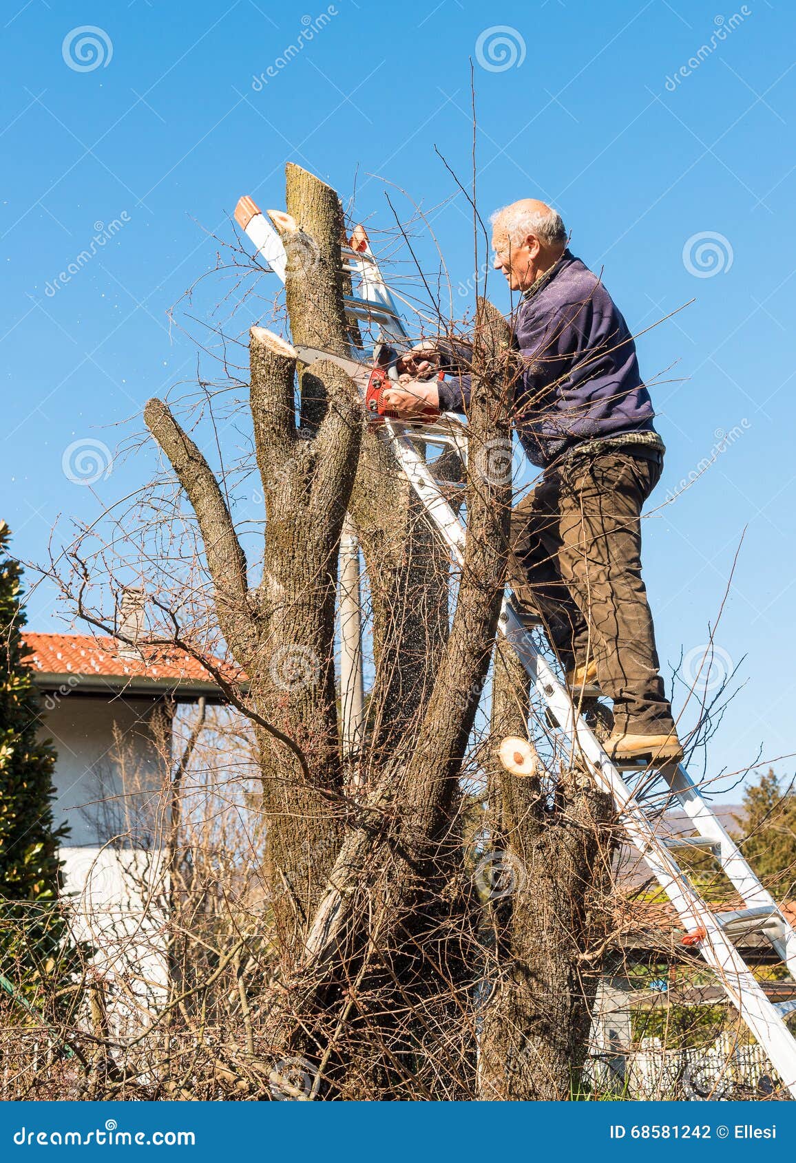Man is cutting tree. stock photo. Image of trimmer, work - 68581242