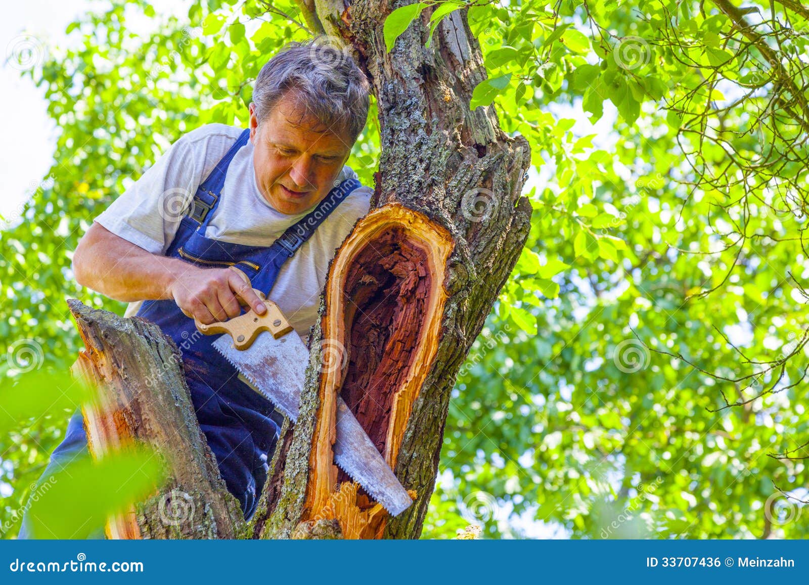 Man cutting a tree stock photo. Image of human, blade - 33707436
