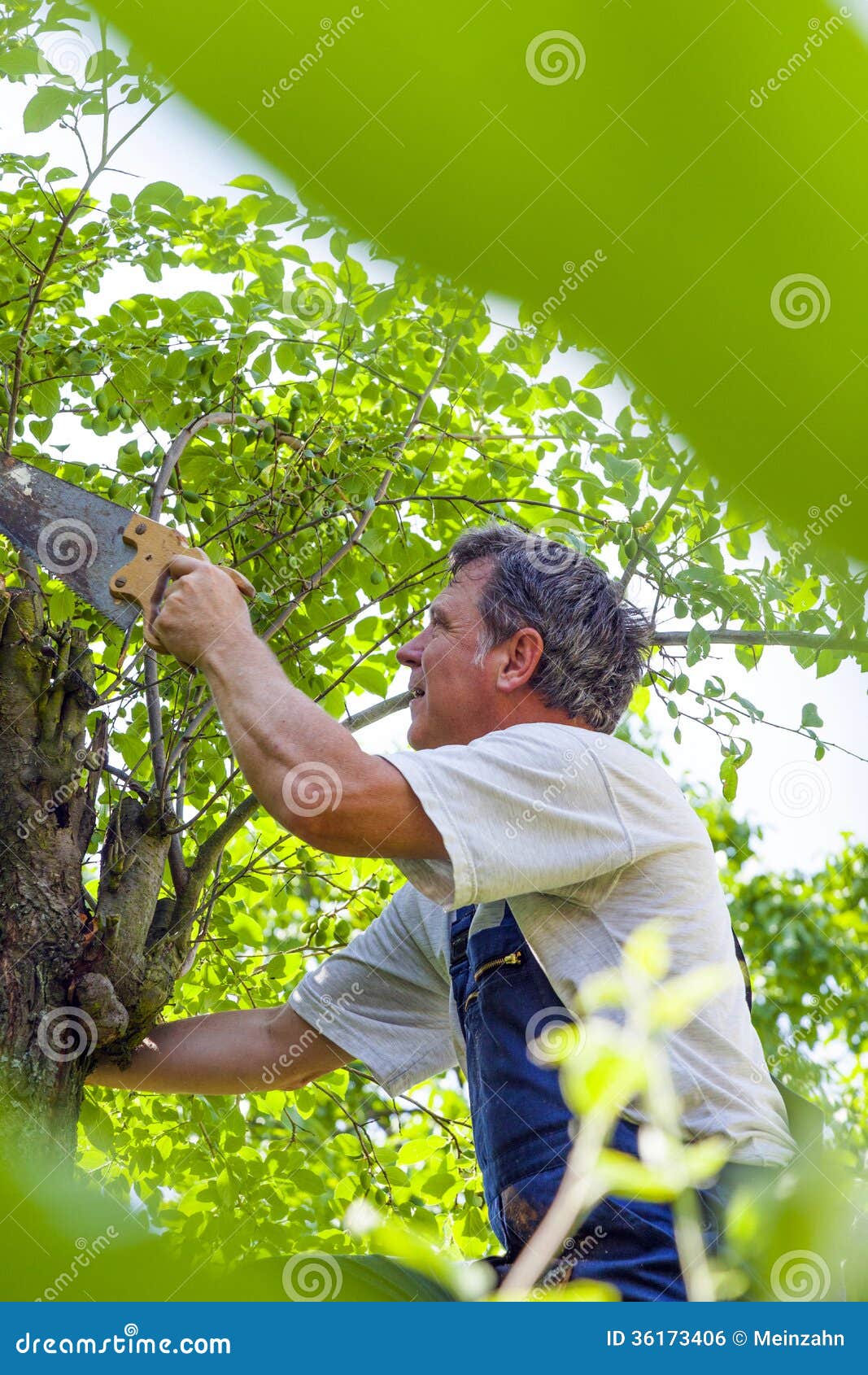 Man cutting a tree stock photo. Image of adult, handsome - 36173406