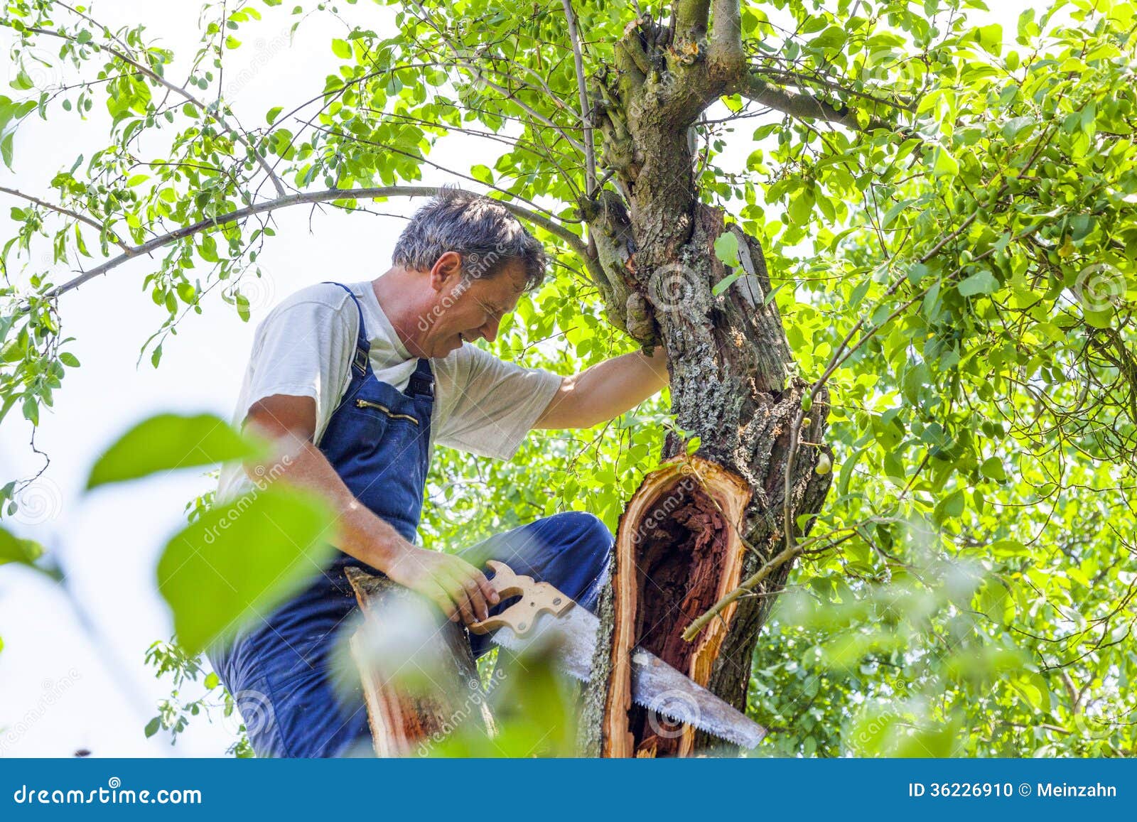 Man cutting a tree stock photo. Image of hand, pine, holding - 36226910