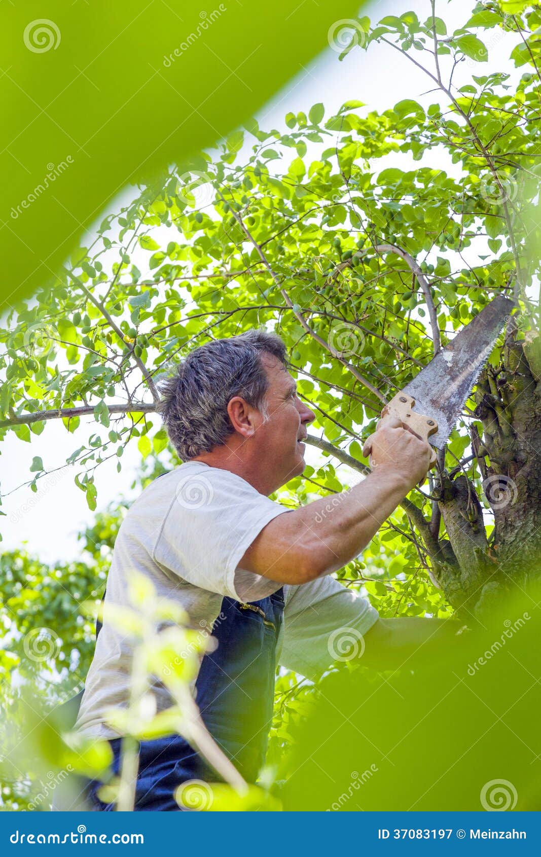 Man cutting a tree stock image. Image of leisure, caucasian - 37083197