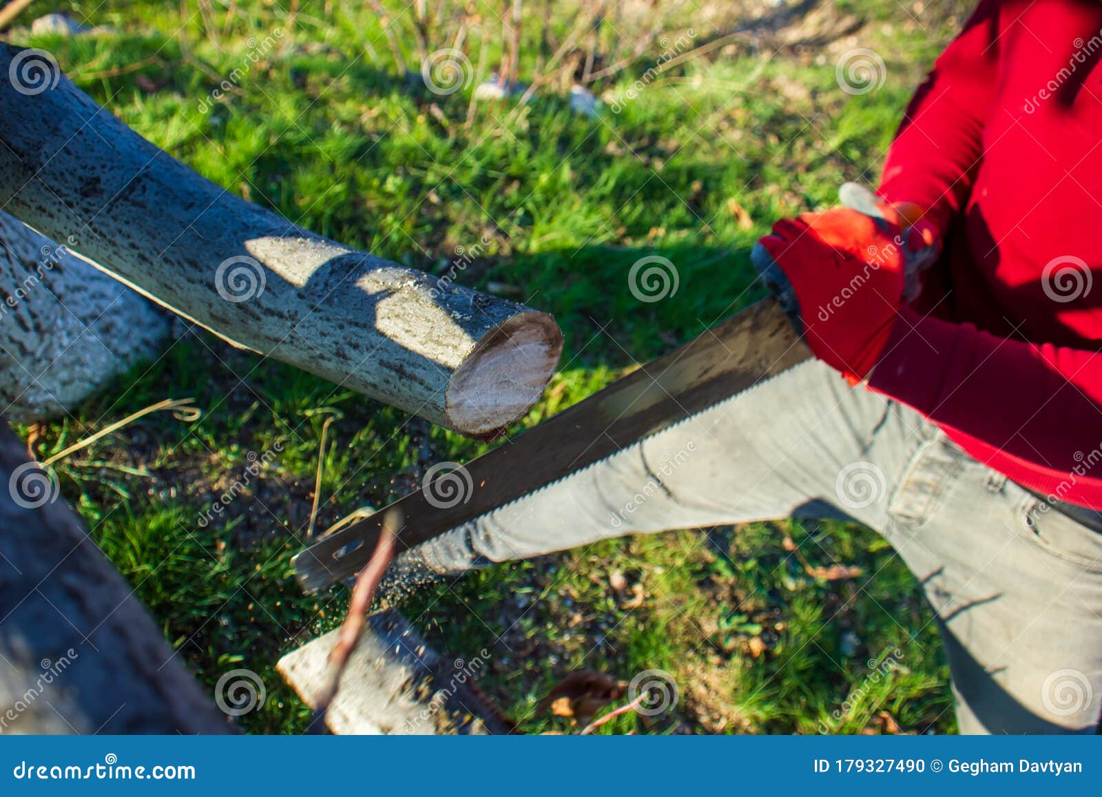 The Man is Cutting a Tree with the Saw, Man Working in a Garden on Tree ...