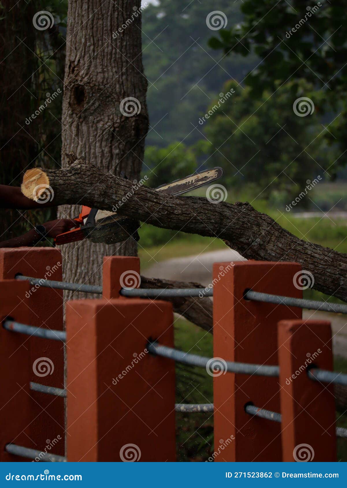 Man Cutting Tree Trunk in the Park Stock Photo - Image of public, park ...