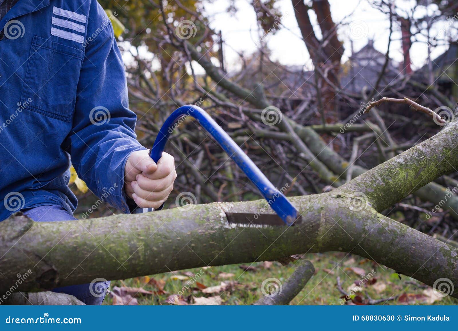 Man Cutting Trees Using Blue Sharp Saw and Professional Equipment Stock ...