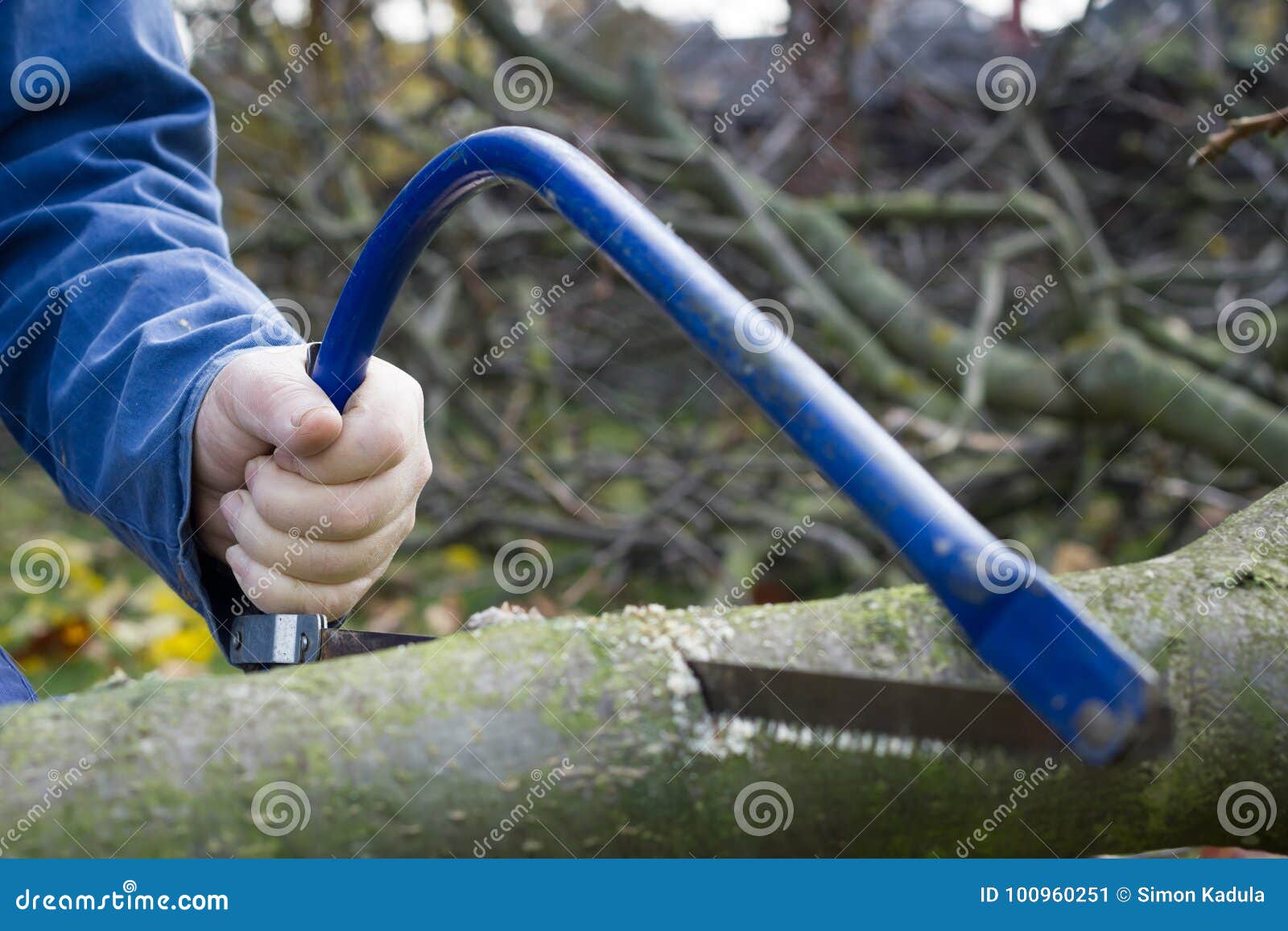 Man Cutting Trees Using Blue Sharp Saw and Professional Equipment Stock ...