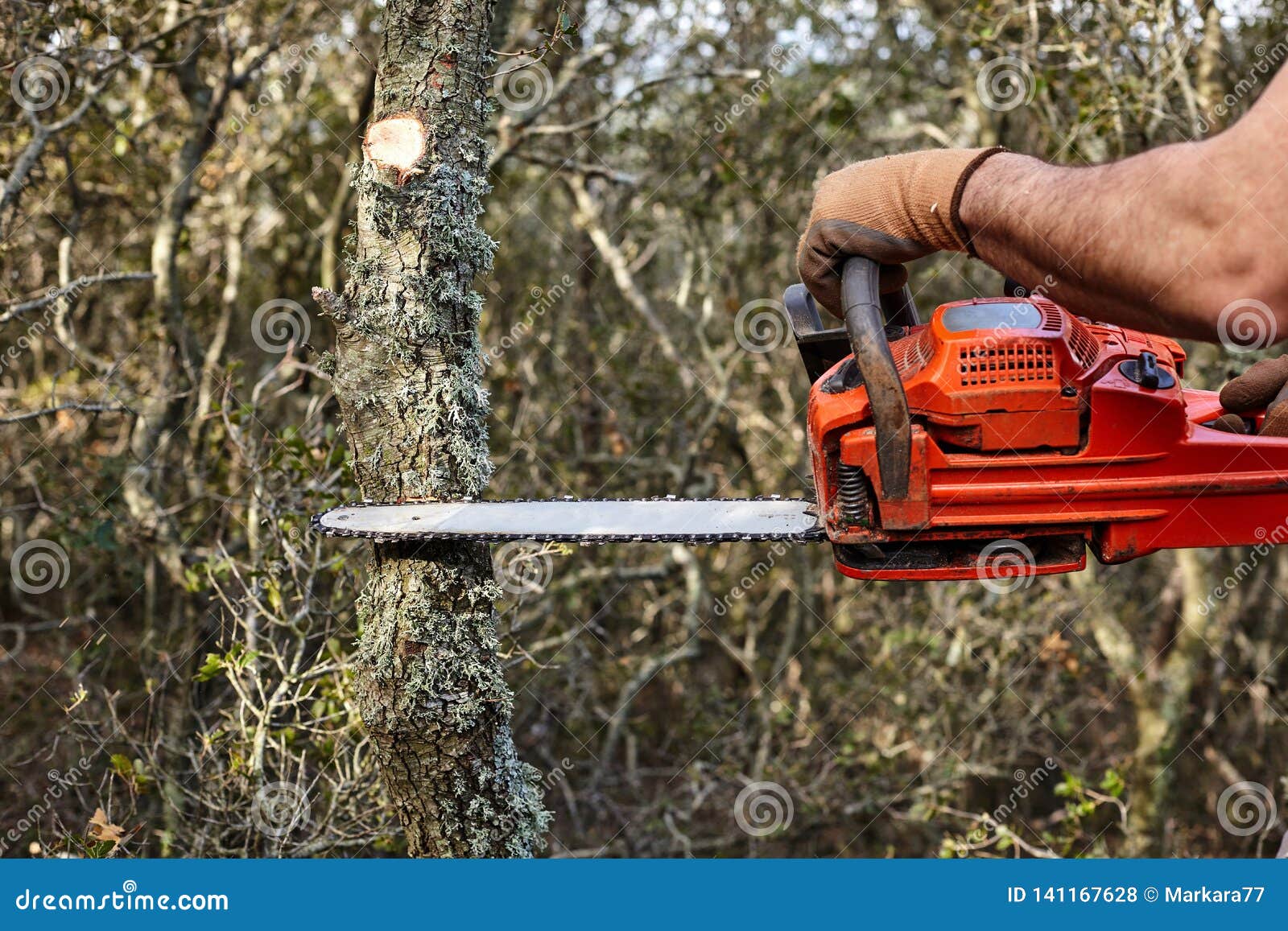 Man Cutting Trees Using an Electrical Chainsaw in the Forest Stock ...