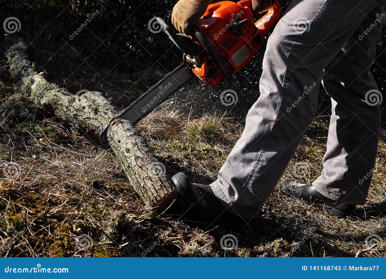 Man Cutting Trees Using an Electrical Chainsaw in the Forest Stock ...