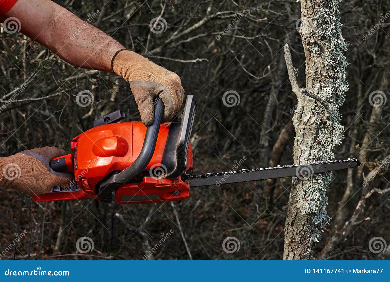 Man Cutting Trees Using an Electrical Chainsaw in the Forest Stock ...