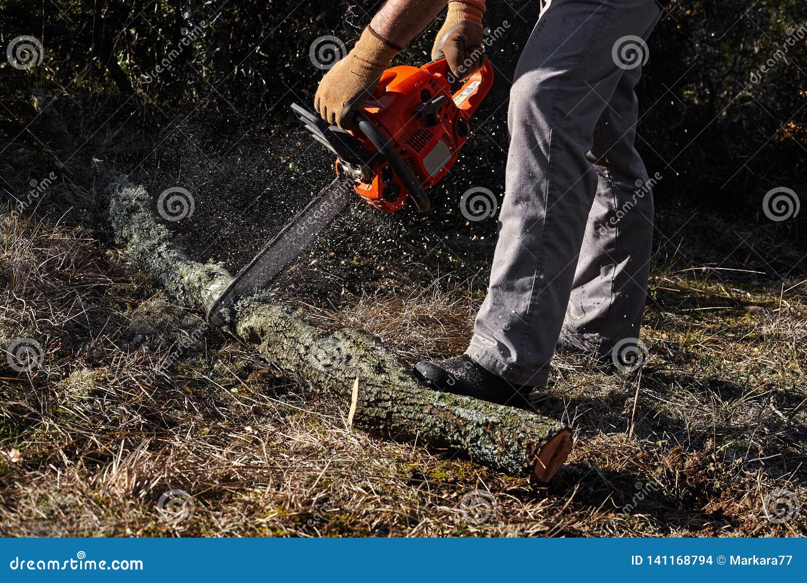 Man Cutting Trees Using an Electrical Chainsaw in the Forest Stock ...