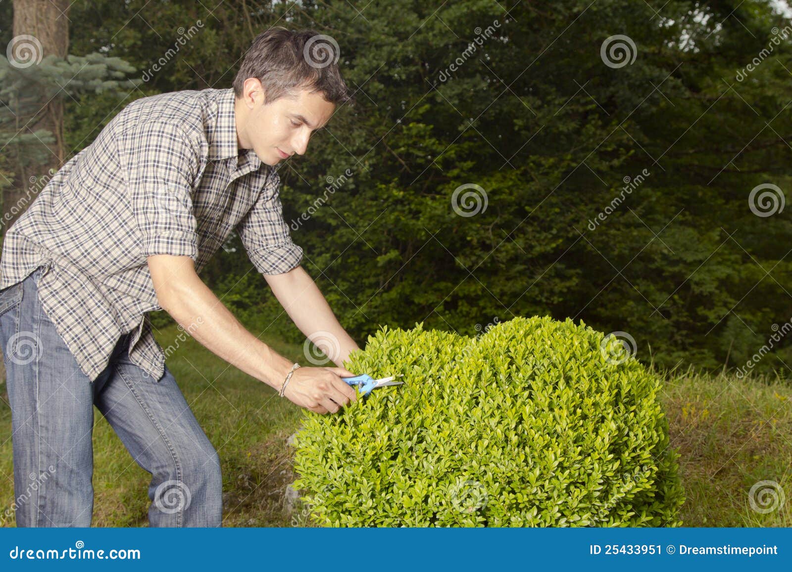 Man Cutting and Trimming Box Tree Heart Stock Image - Image of small ...
