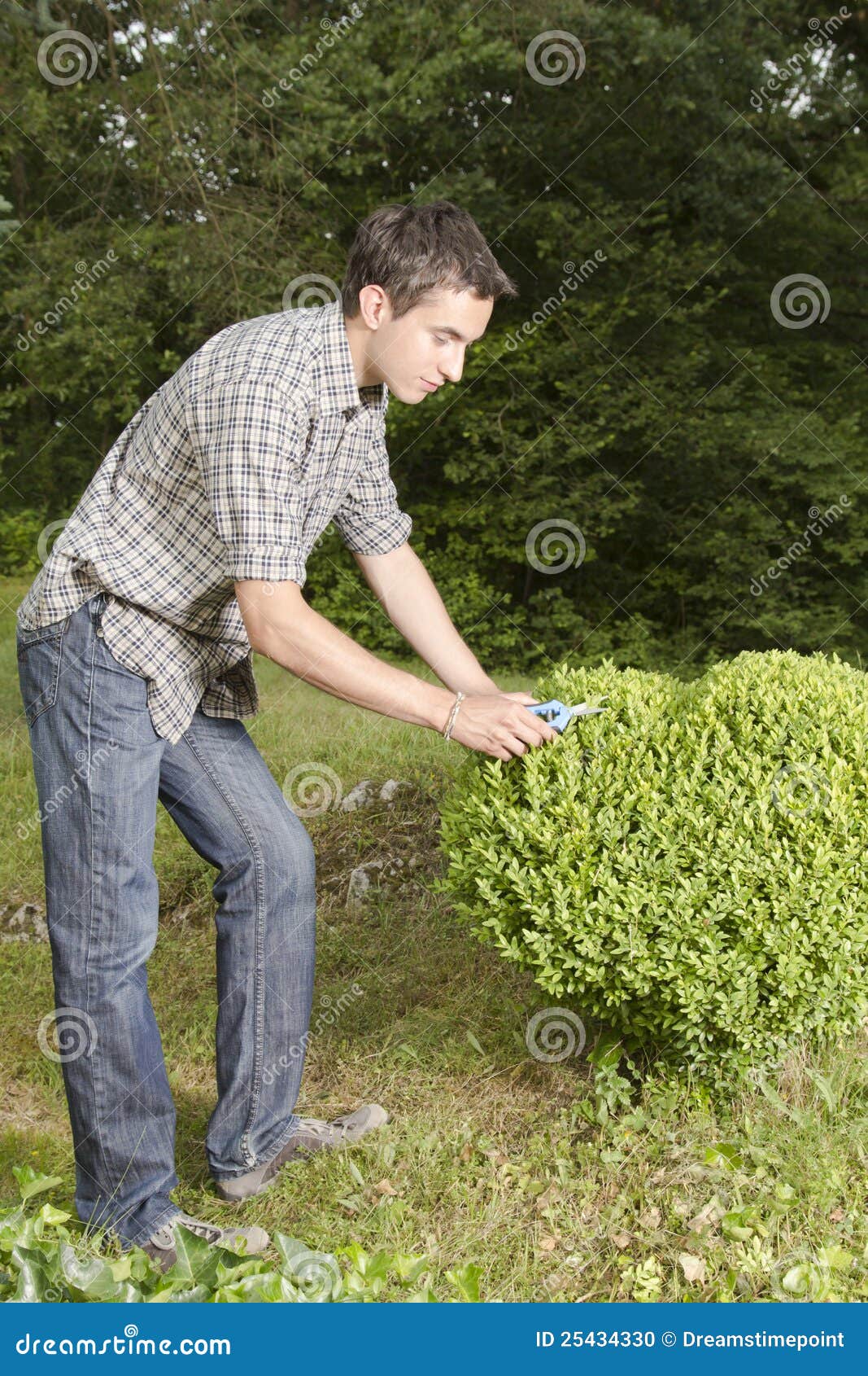 Man Cutting and Trimming Box Tree Heart Stock Photo - Image of sunny ...