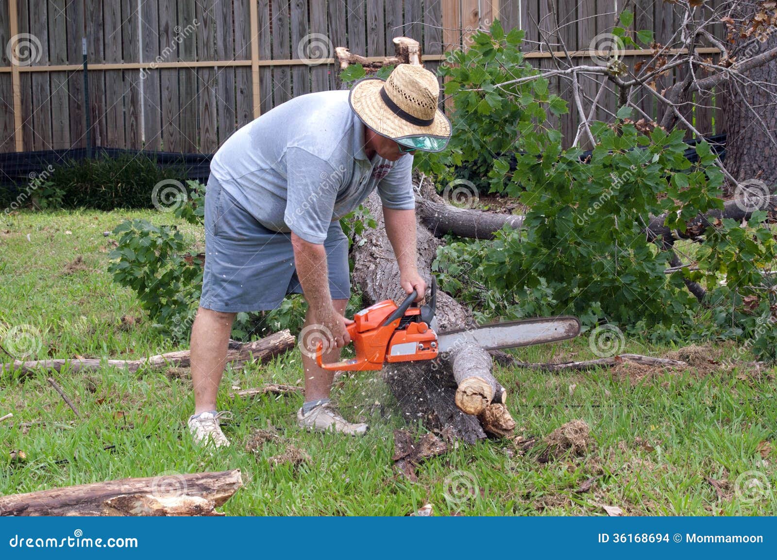 Man Cutting Up a Tree with Chainsaw Stock Photo - Image of bark, danger ...