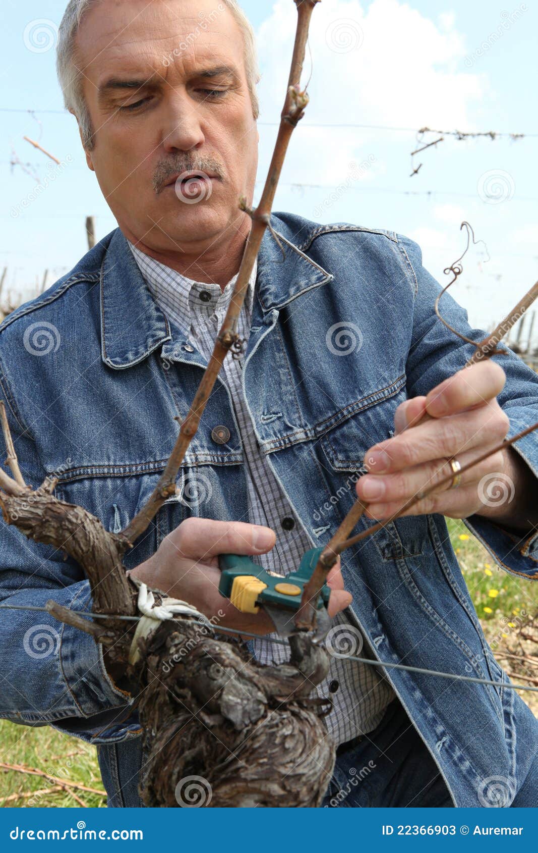 Man cutting the vines stock image. Image of fruit, natural - 22366903