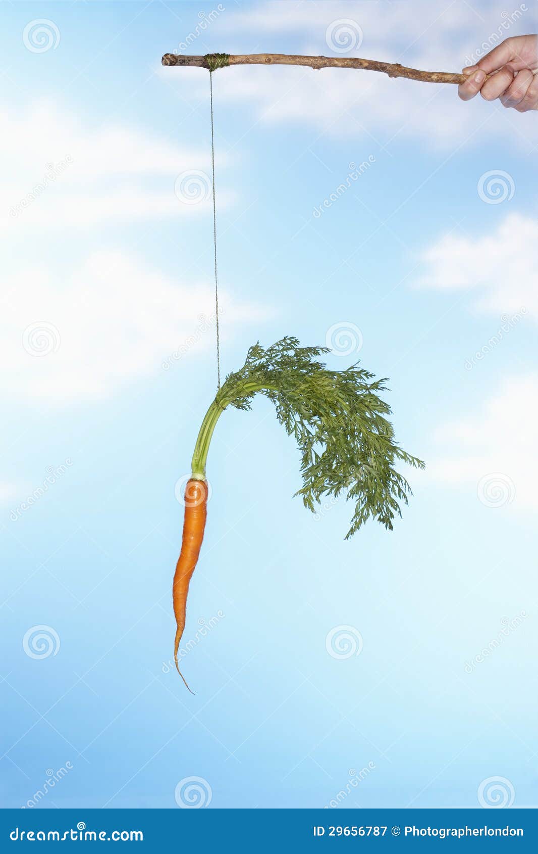 Man Dangling Carrot from Stick Stock Image - Image of bait, temptation ...