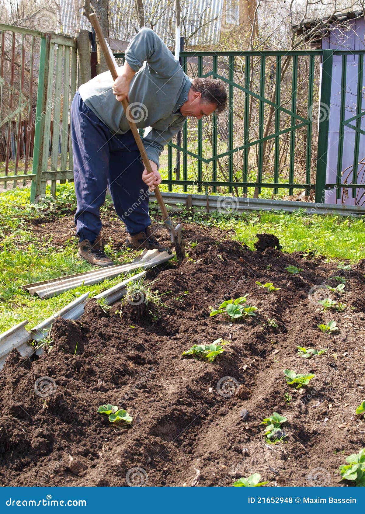 Man dig the beds stock photo. Image of grow, country - 21652948