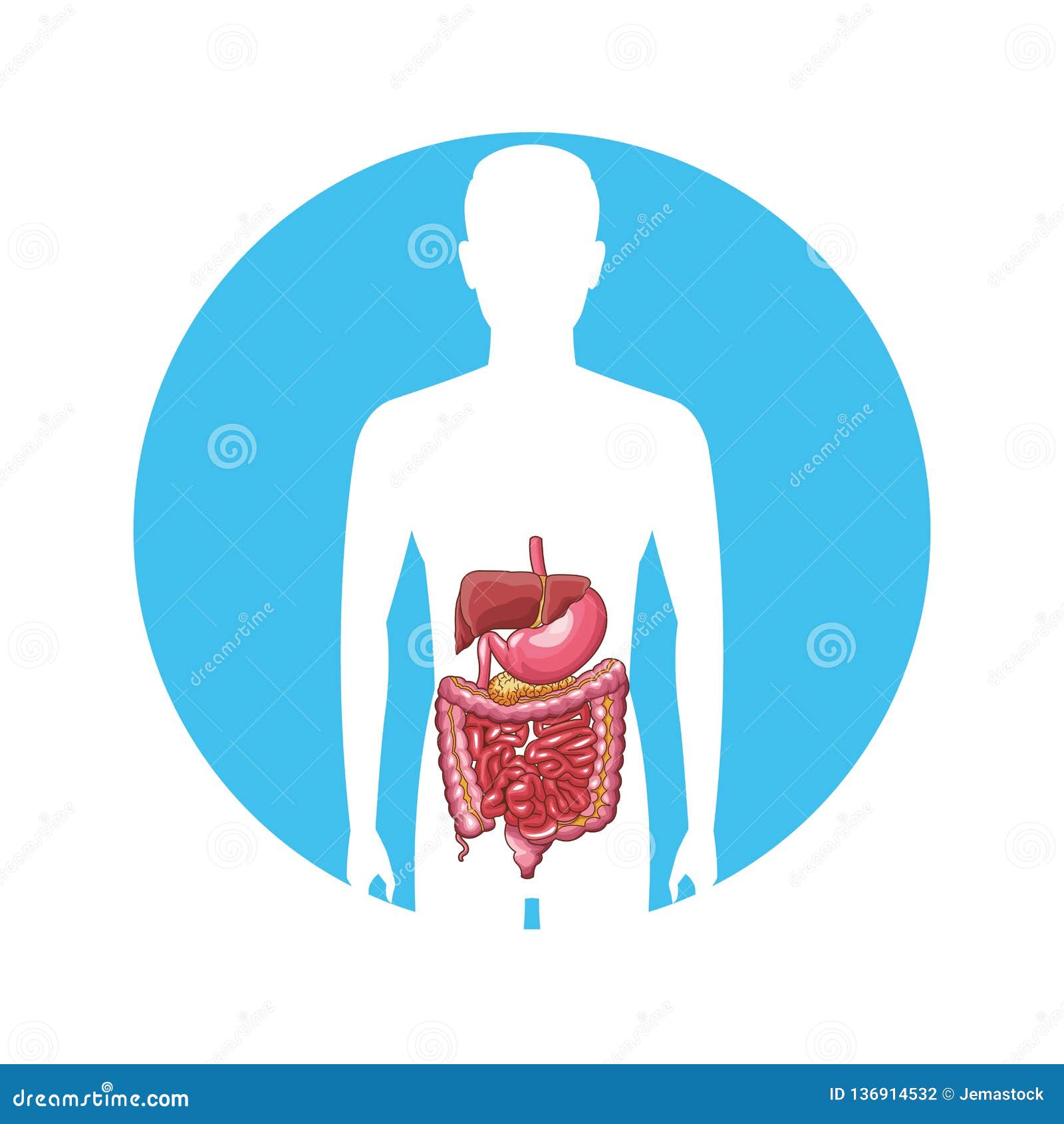 Man digestive system stock vector. Illustration of healthcare - 136914532