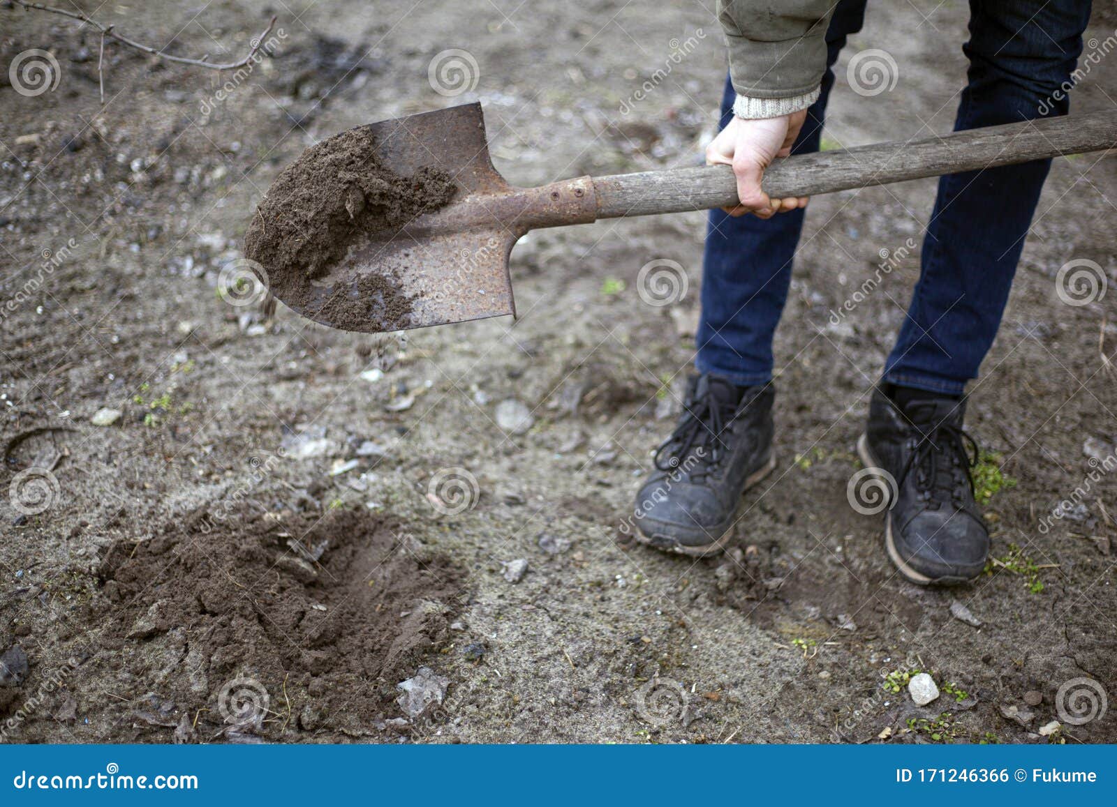 Man Digging Ground for Planting Trees. Gardener Digs Stock Photo ...