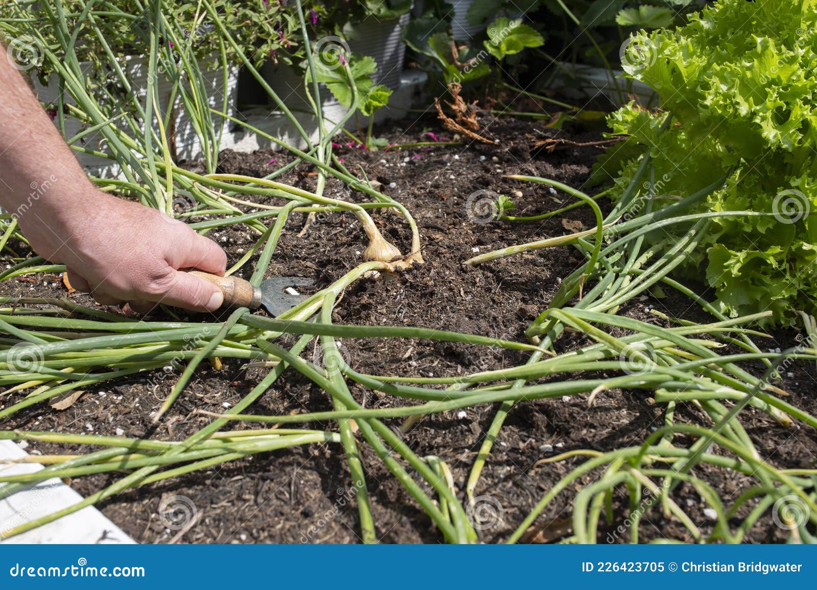 Man Digging Harvesting Shallots from a Raised Vegetable Patch Garden ...