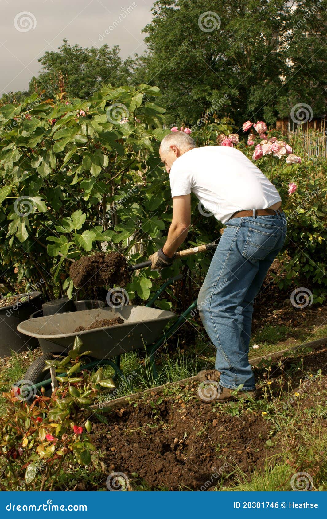 Man digging his allotment stock photo. Image of clearing - 20381746
