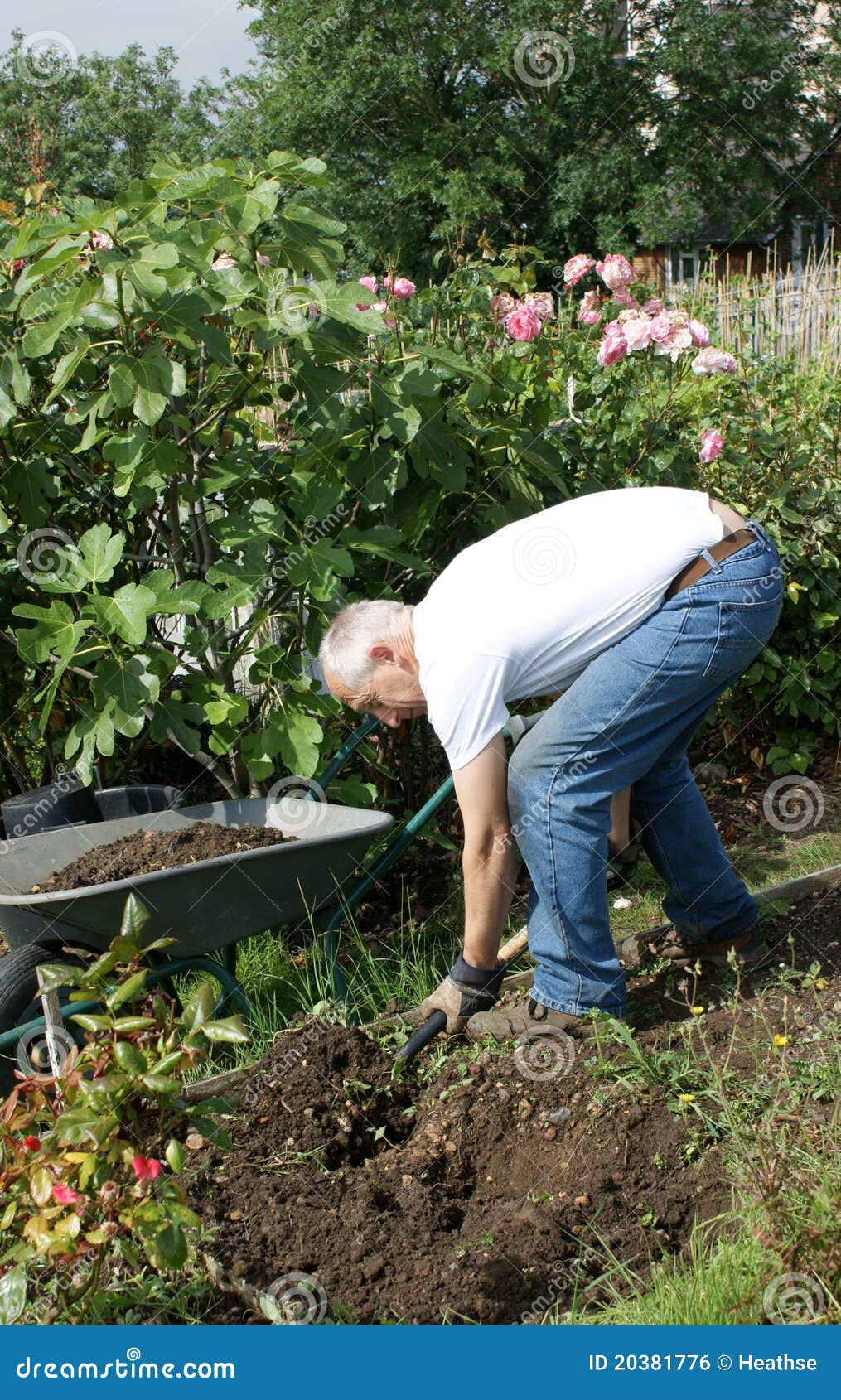 Man digging his allotment stock photo. Image of hard - 20381776