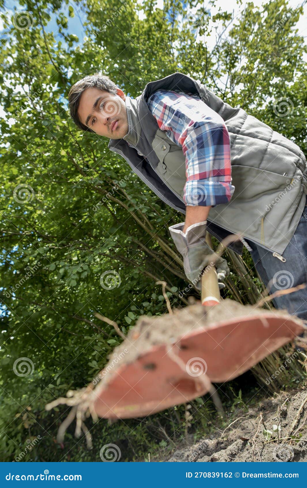 Man digging hole outdoors stock photo. Image of garden - 270839162