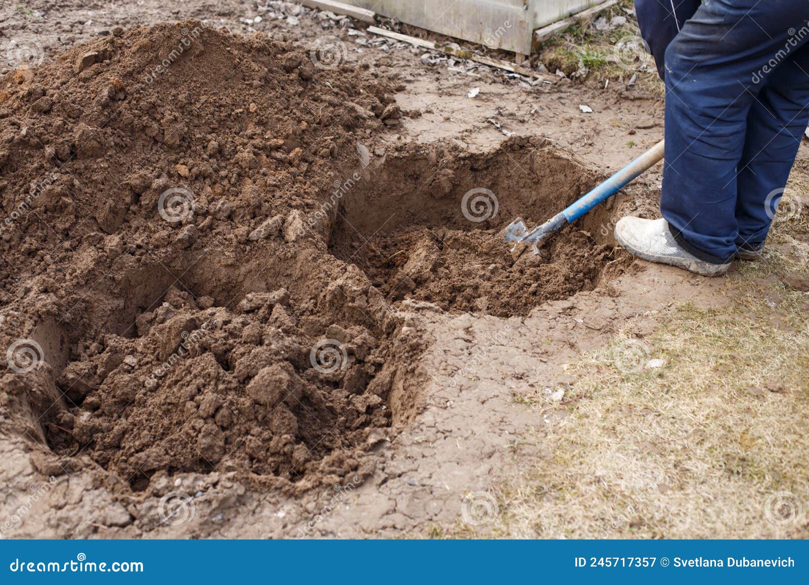 Man Digging a Hole for Planting a Fruit Tree in the Garden Stock Image ...