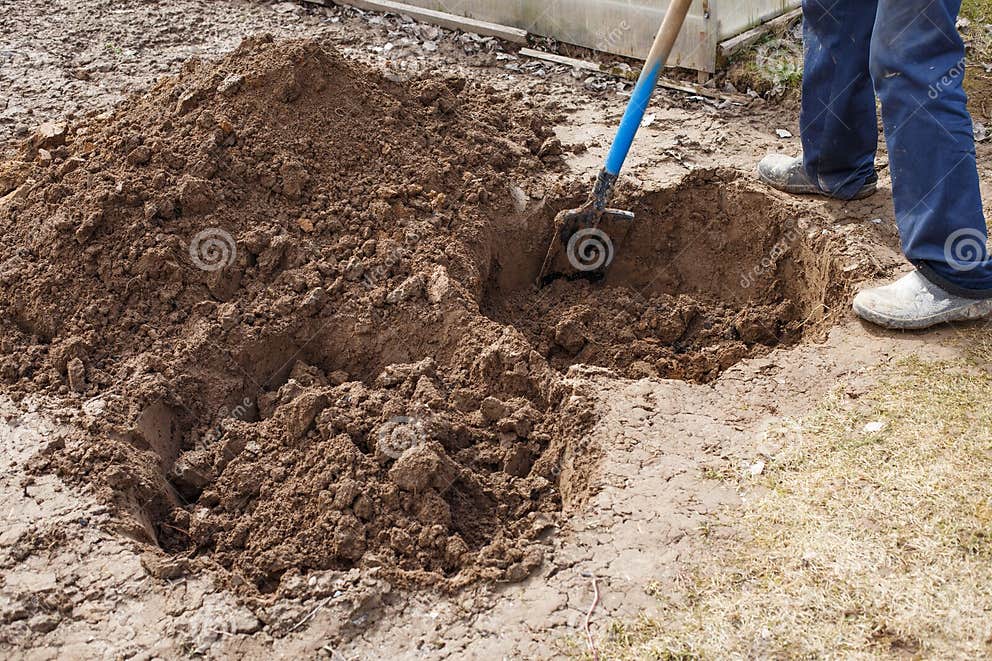 Man Digging a Hole for Planting a Fruit Tree in the Garden Stock Photo ...